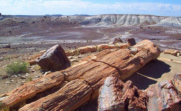 Petrified Forest Natural Park - Egypt Natural Reserves