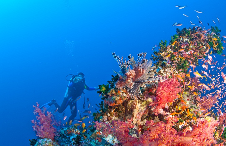 Red Sea Northern Islands - Egypt Natural Reserves